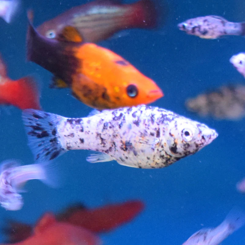 About Assorted Molly Fish| NRG Pet Supplies