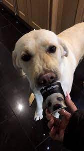 Utterly Mutterly - Dog Ice Cream - 120ml| NRG Pet Supplies