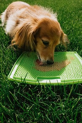 Arden Grange - Tasty Liver Treat Paste For Dogs & Cats - 75g| NRG Pet ...